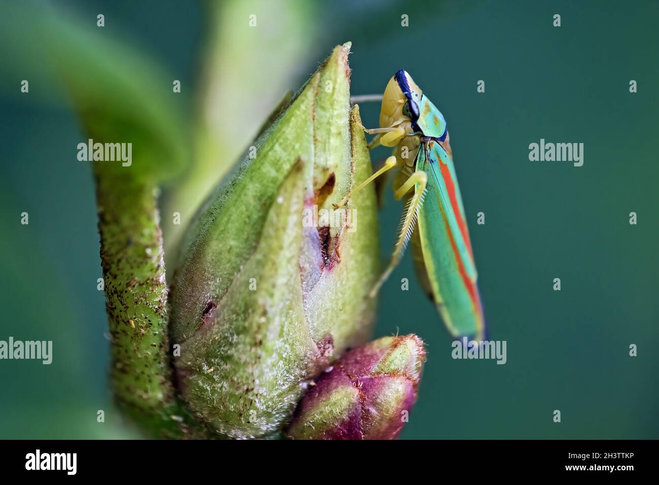 Rhododendron cicada (Graphocephala fennahi Stock Photo - Alamy
