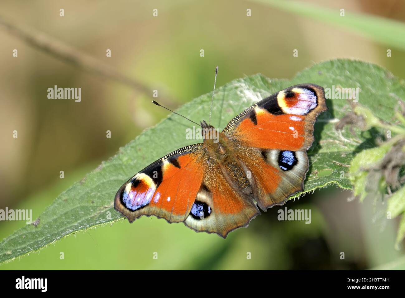 Peacock butterfly (Aglais io Stock Photo - Alamy
