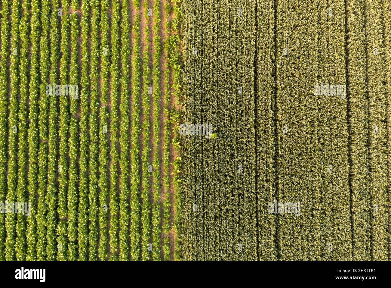 Rye crop aerial hi-res stock photography and images - Alamy