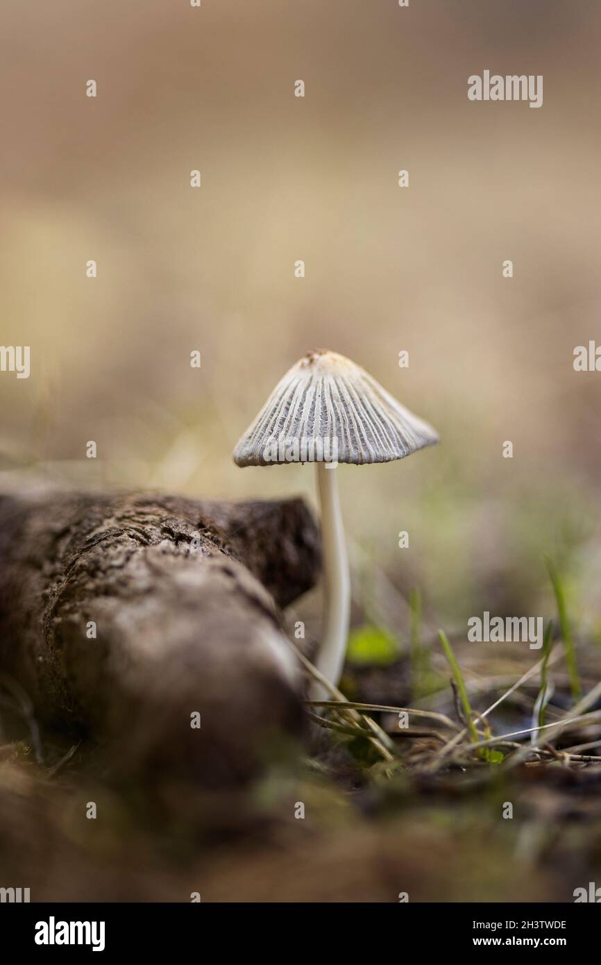 Coprinus sp hi-res stock photography and images - Alamy