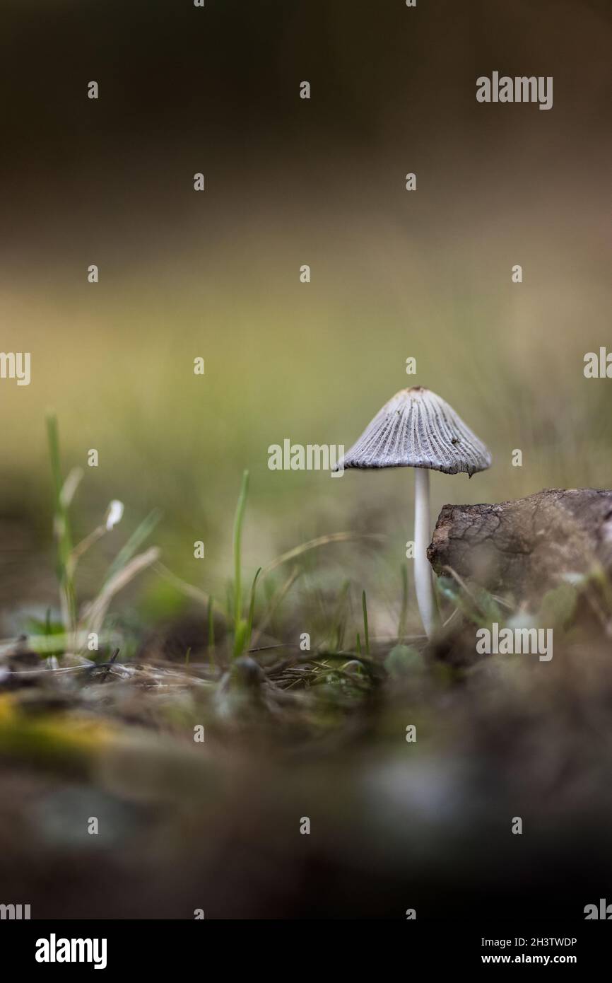 Biology diversity hi-res stock photography and images - Alamy