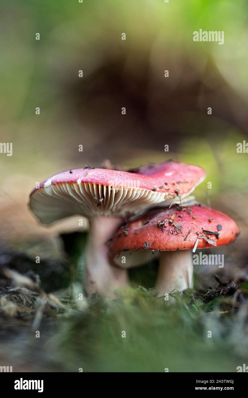 Couple of russula sp growing up in the forest Stock Photo - Alamy