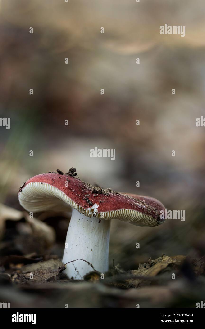 Russula sp hi-res stock photography and images - Alamy
