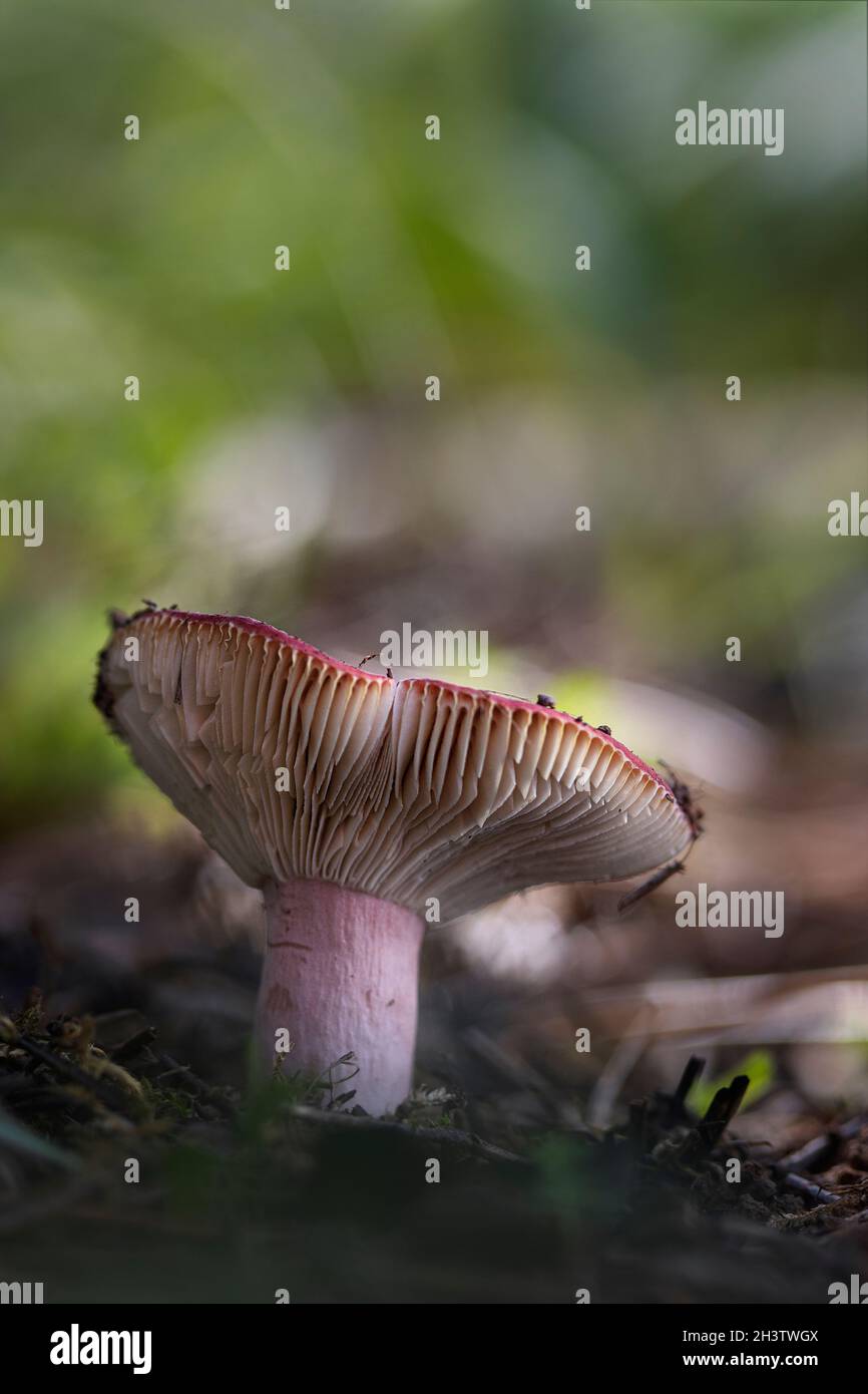 Russula sp hi-res stock photography and images - Alamy