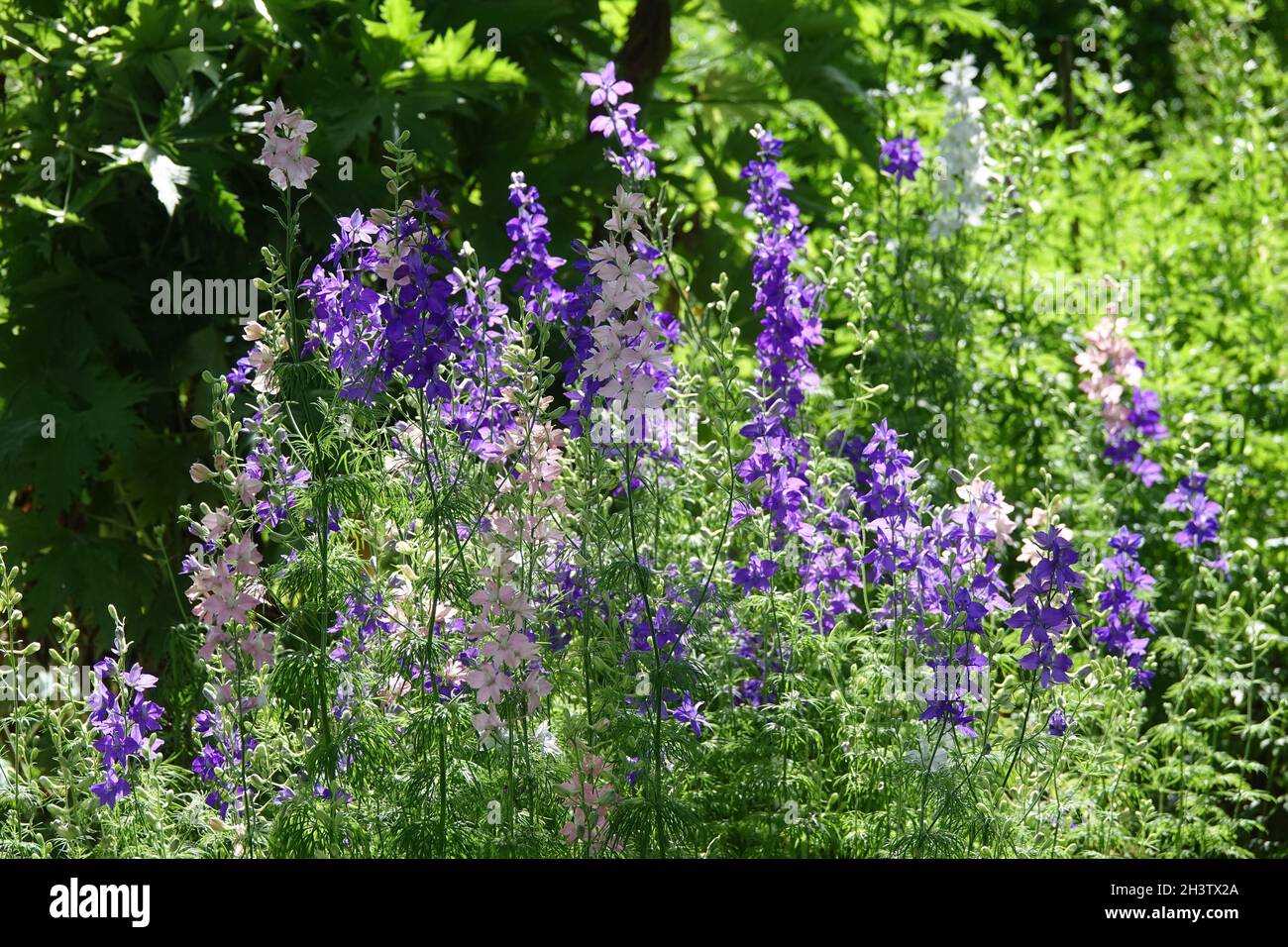Consolida regalis, field larkspur Stock Photo - Alamy