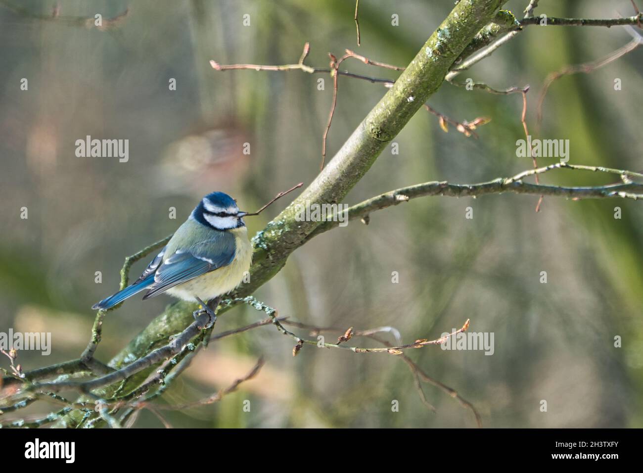 one blue tit on a tree in the winter , cold and sunny day with no ...