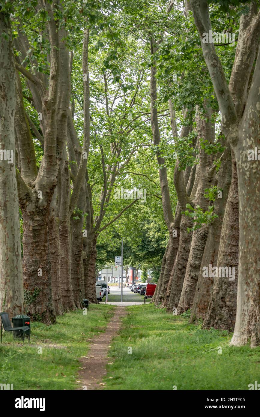 Book alley of trees Stock Photo - Alamy