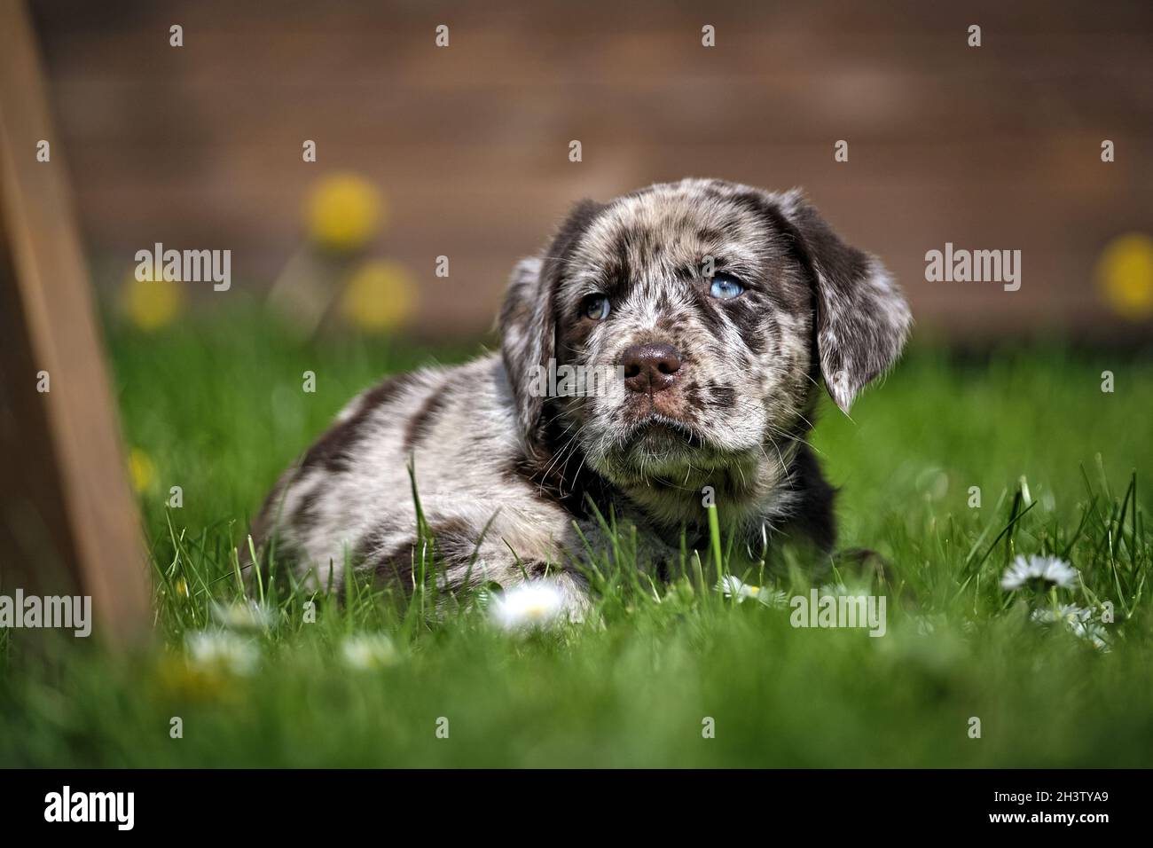 Spotted labrador retriever puppy hi-res stock photography and images ...