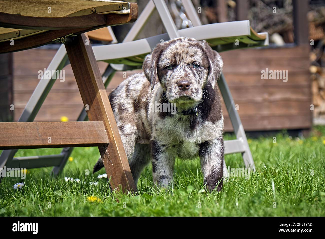 Spotted Labrador Retriever Puppy Stock Photo - Alamy