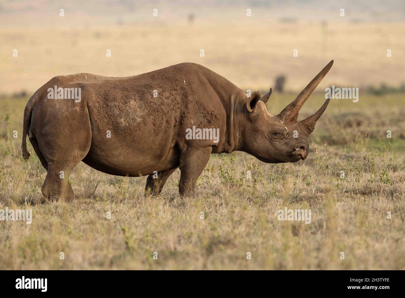 Female black rhinoceros with two long horns standing in the grasslands ...