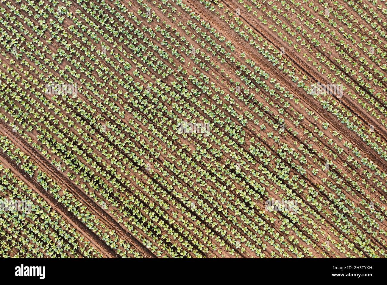 Aerial view furrows row hi-res stock photography and images - Alamy