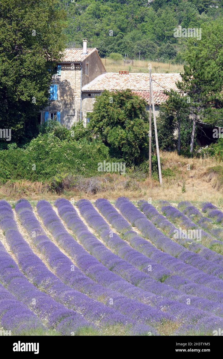 Lavender field on the Plateau de Sault Stock Photo - Alamy