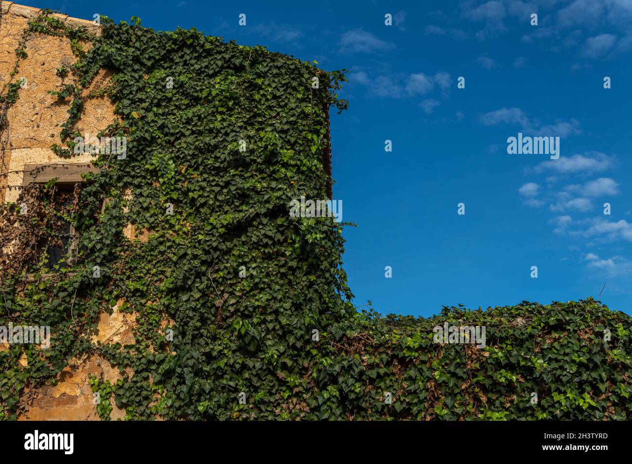 Close-up of an ivy plant, Hedera helix, on a rustic stone facade at ...