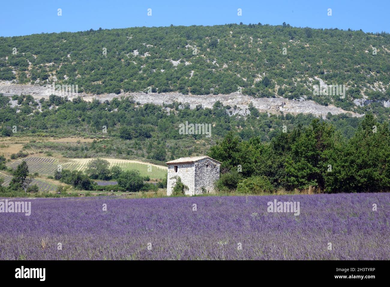 Lavender field on the Plateau de Sault Stock Photo - Alamy