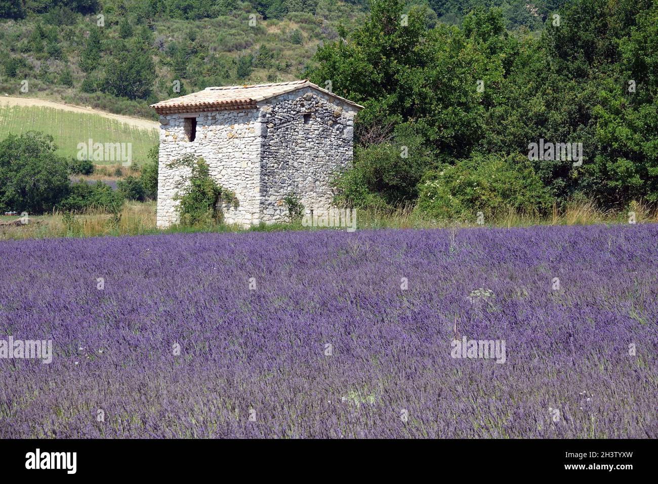 Lavender field on the Plateau de Sault Stock Photo - Alamy