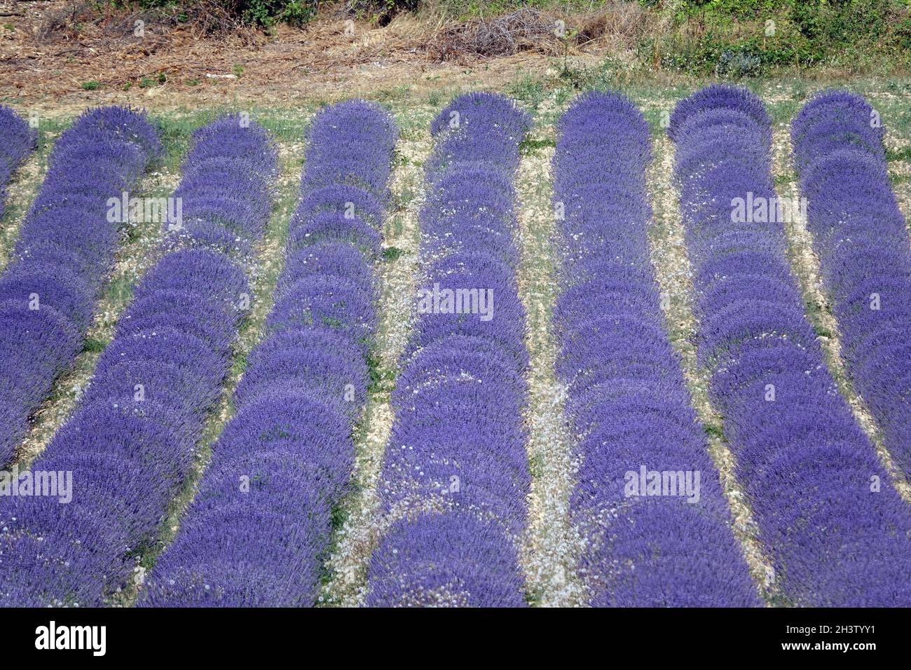 Lavender field on the Plateau de Sault Stock Photo - Alamy