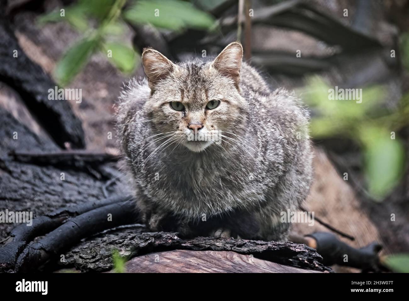 European wildcat forest wildcat felis hi-res stock photography and ...