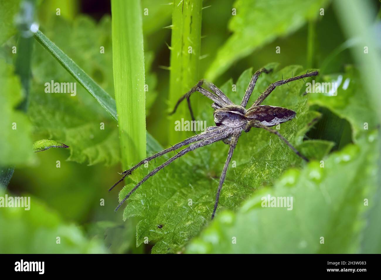List spider hi-res stock photography and images - Alamy