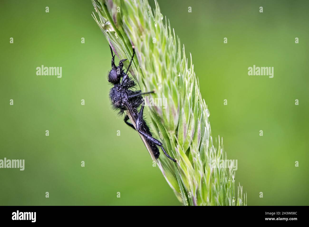 March fly (Bibio marci Stock Photo - Alamy