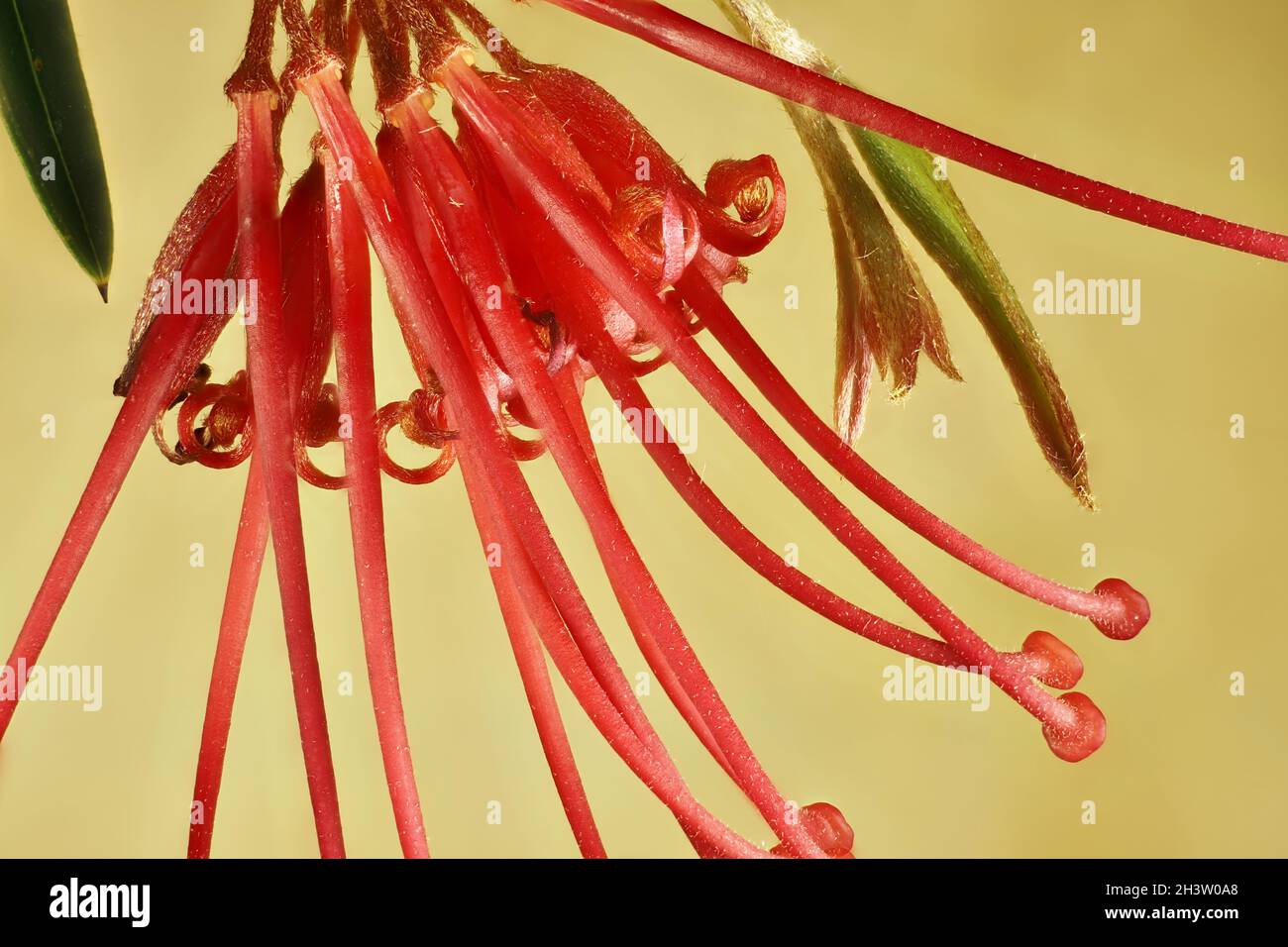 Macro view of Grevillea punicea inflorescence and foliage Stock Photo ...