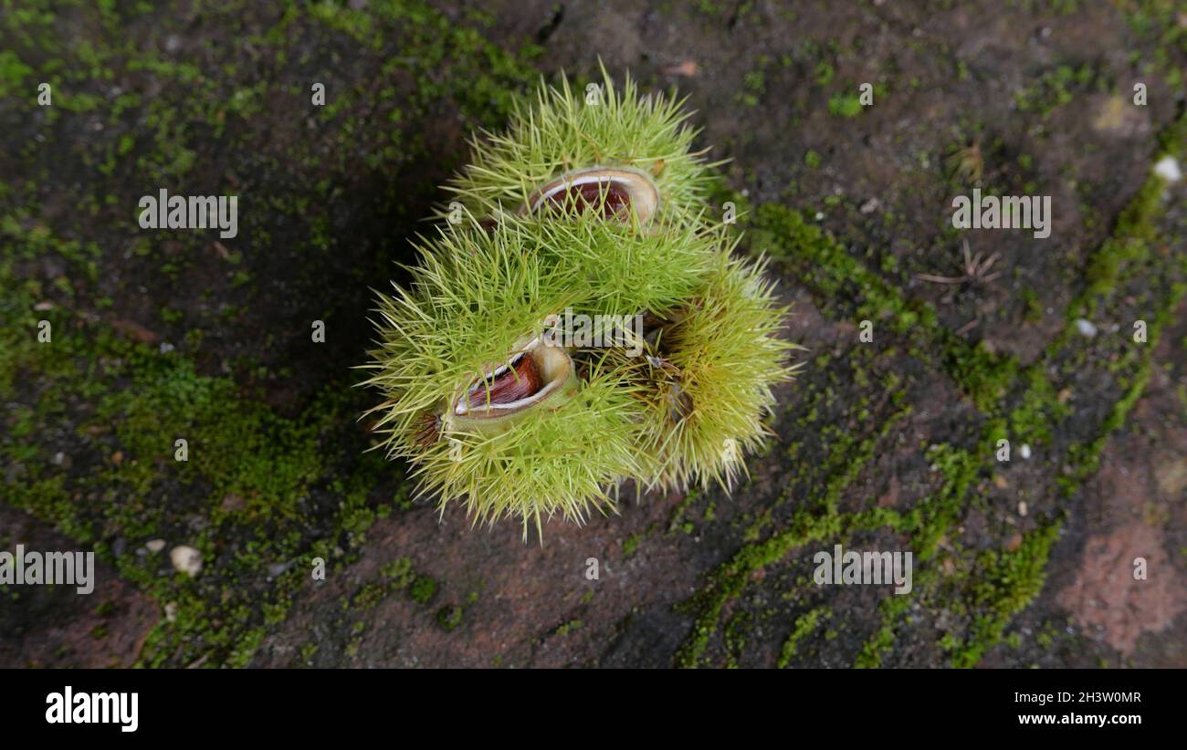 Group of chestnuts in spiky shells lying on mossy brick ground Stock ...
