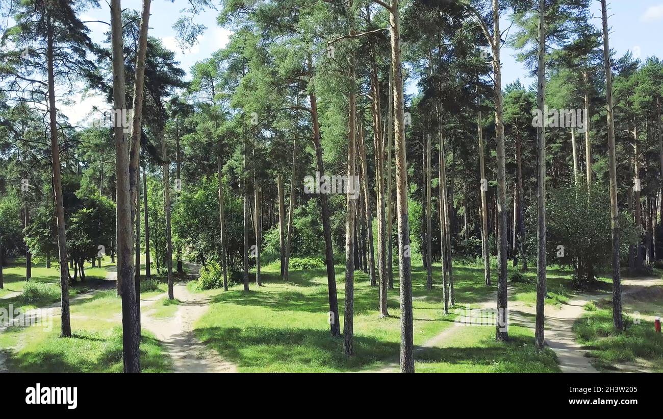 Top view of the path through the trees. Clip. Top view of the beautiful ...