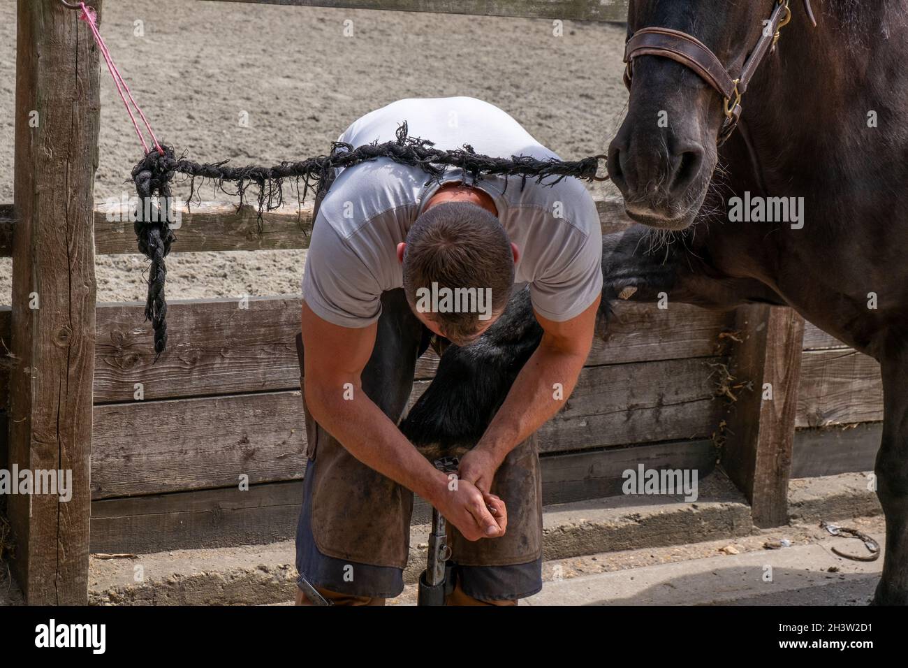 farrier trimming horses hoof blacksmith Stock Photo - Alamy