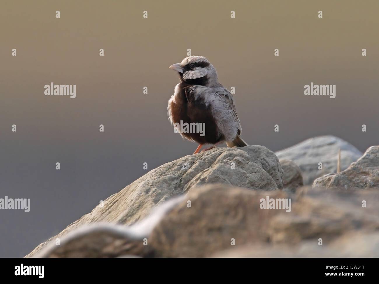 Ashy-crowned Sparrow-lark (Eremopterix griseus) adult male perched on ...