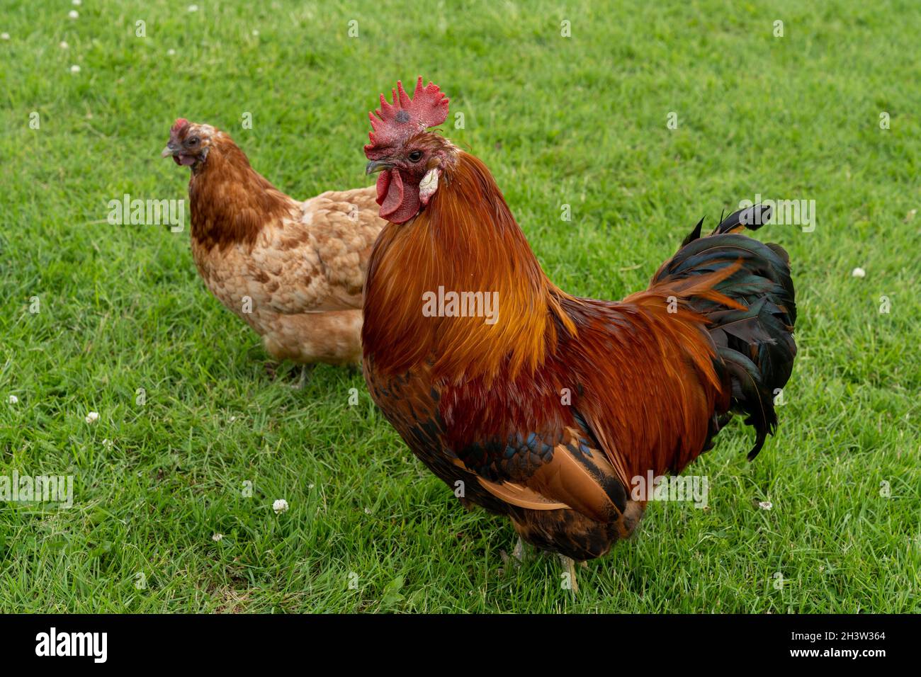 Free range cockerel and hen on a green grass background Stock Photo - Alamy
