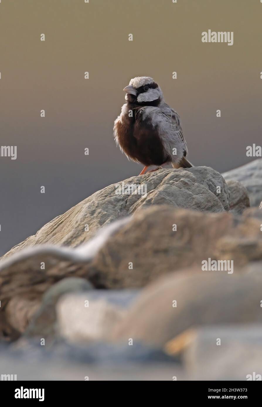 Ashy-crowned Sparrow-lark (Eremopterix griseus) adult male perched on ...
