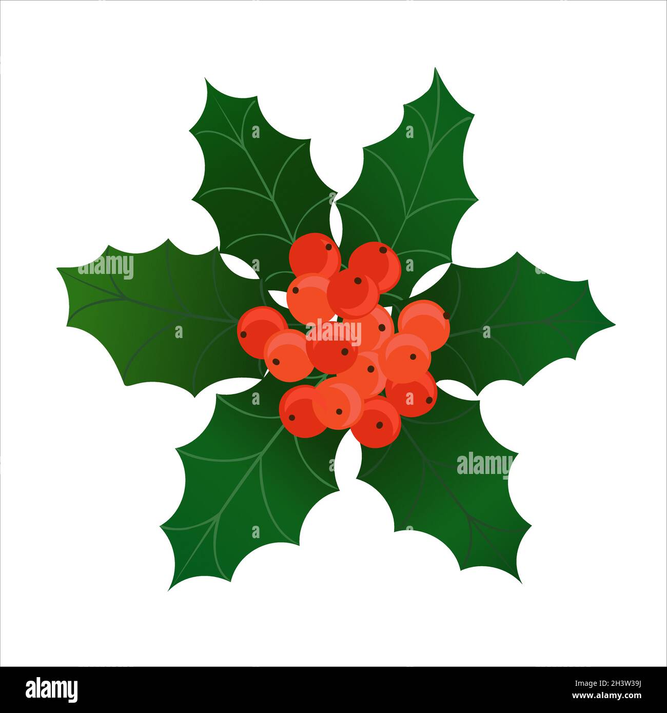 Holly bunch with red berries. Vector christmas decoration element with ...