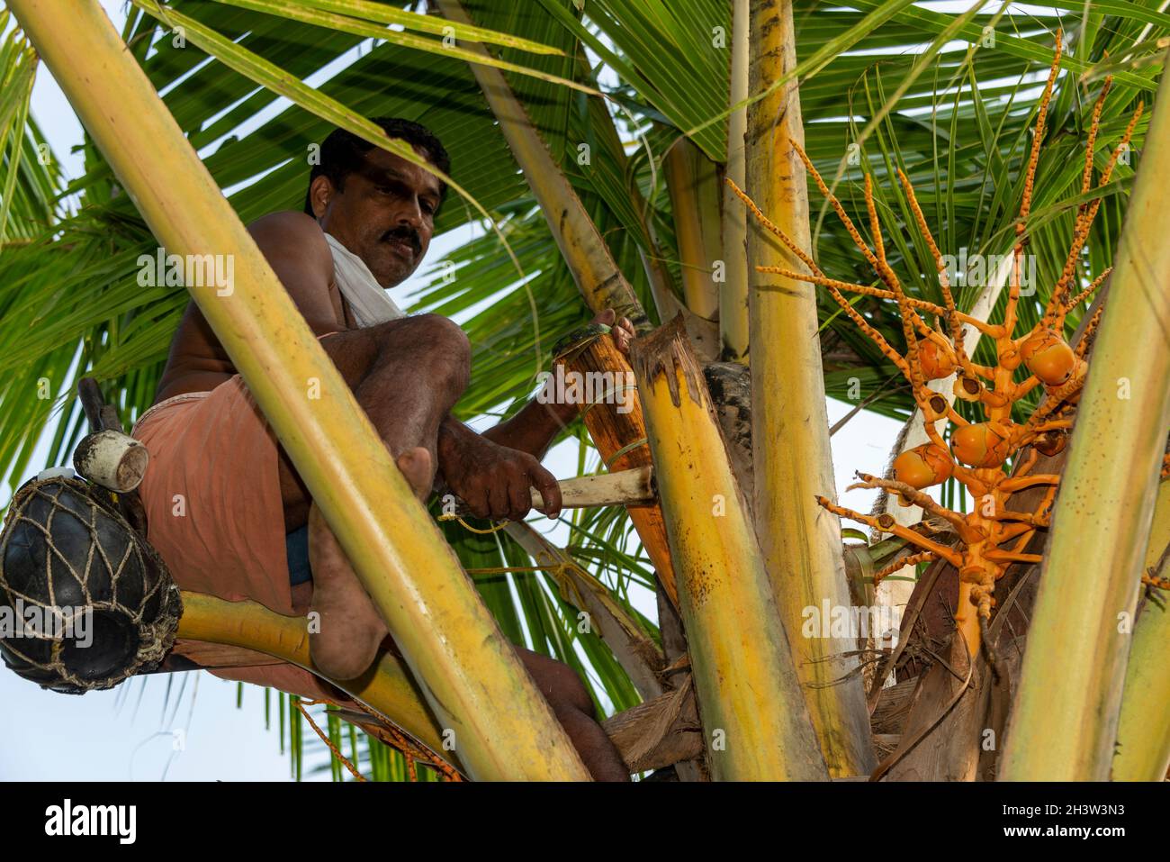 A Toddy tapper extracts sap with the use of a sharp knife or cleaver ...