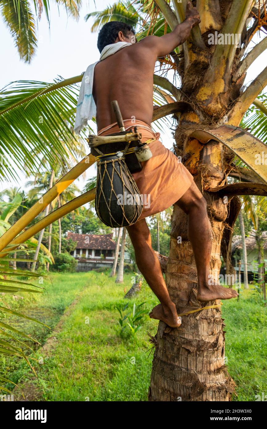 A Toddy tapper climbs a Toddy palm carrying his basic tool kit and a ...