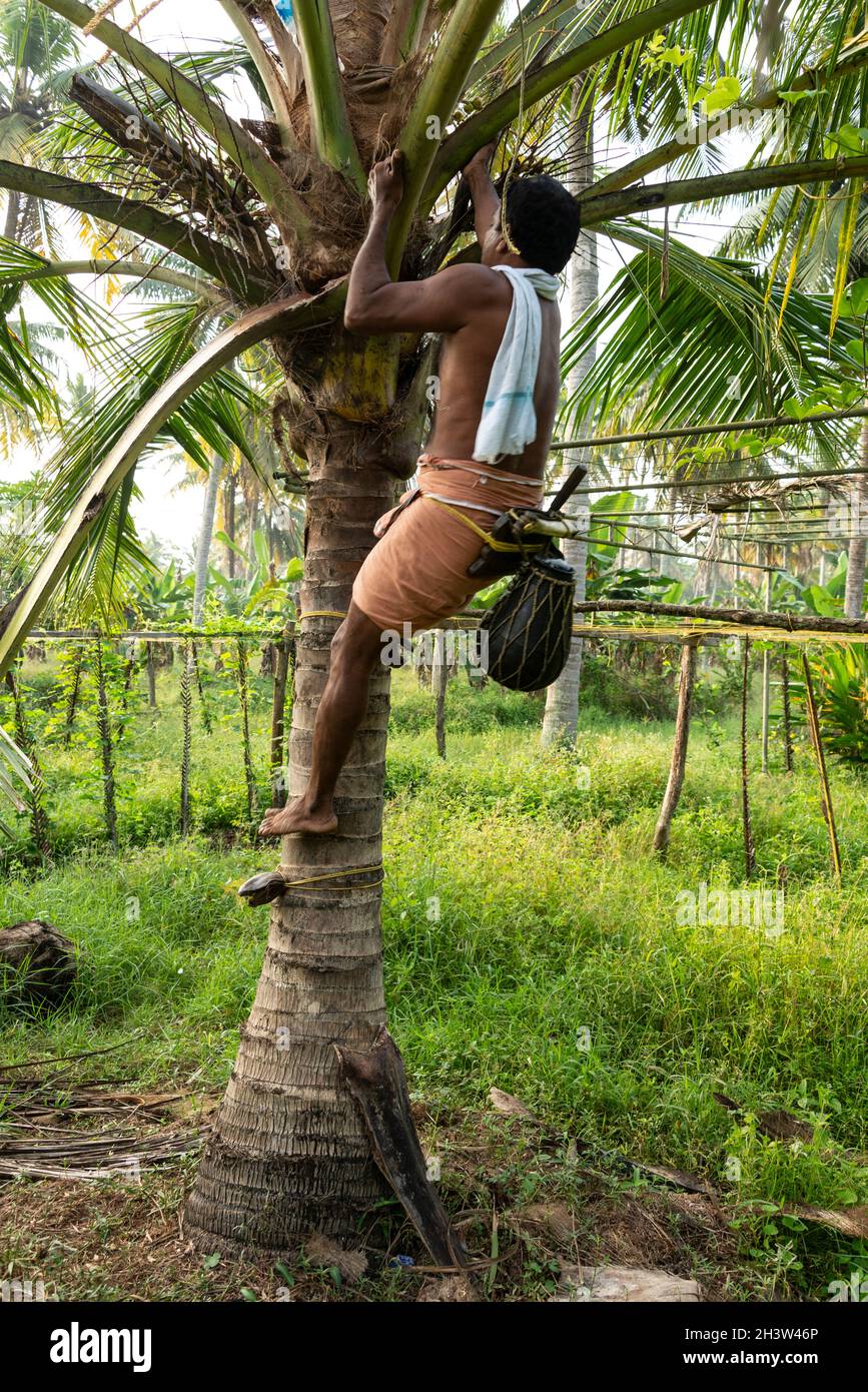 Toddy tapper palm wine toddy hi-res stock photography and images - Alamy