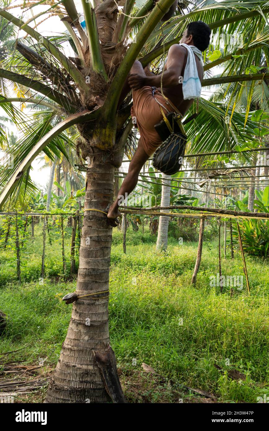 Toddy tapper palm wine toddy hi-res stock photography and images - Alamy