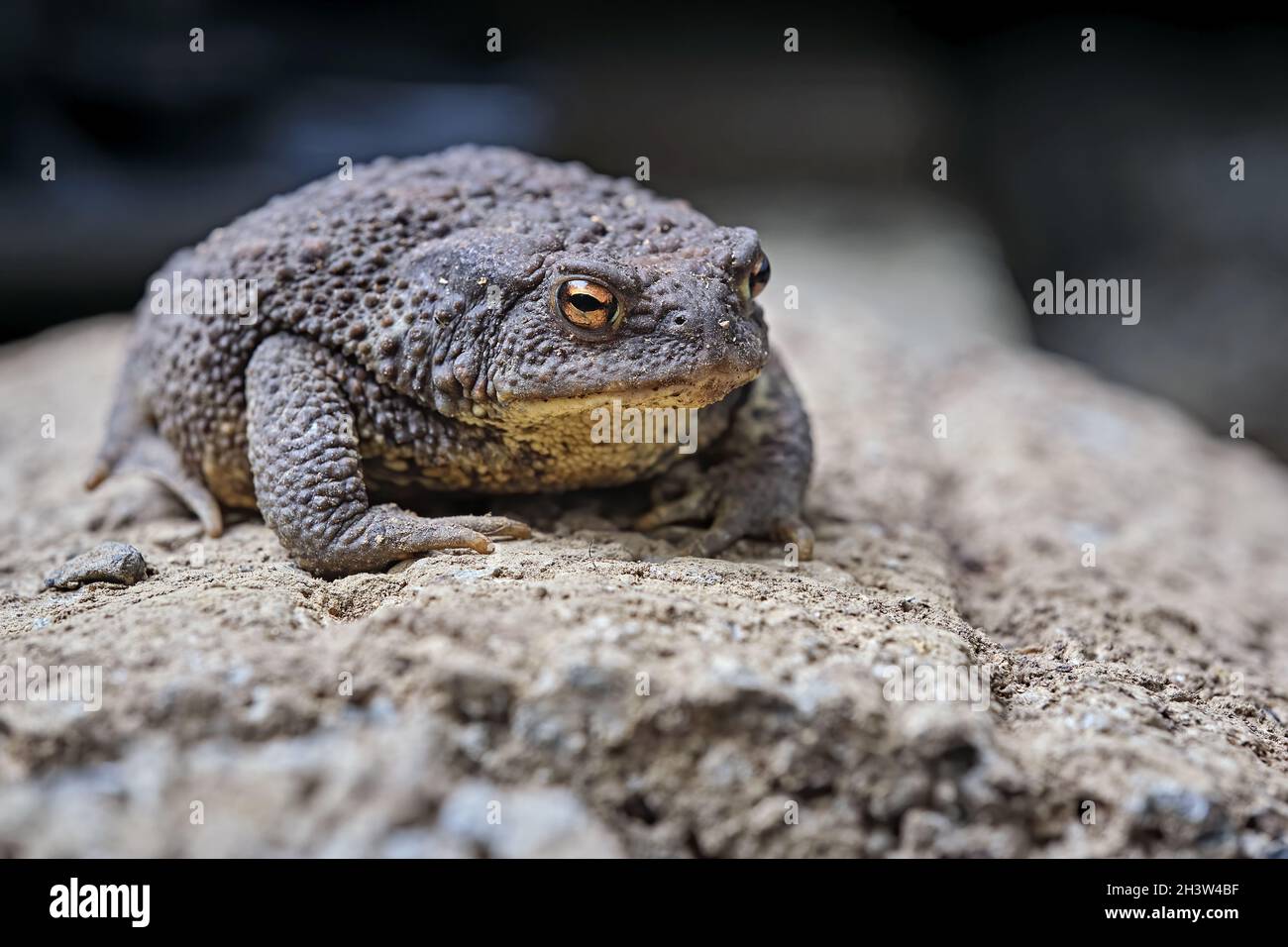 Common toad (Bufo bufo Stock Photo - Alamy