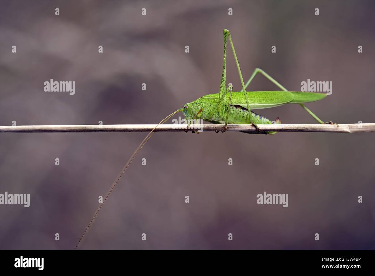 Four-point sickle insect (Phaneroptera nana Stock Photo - Alamy