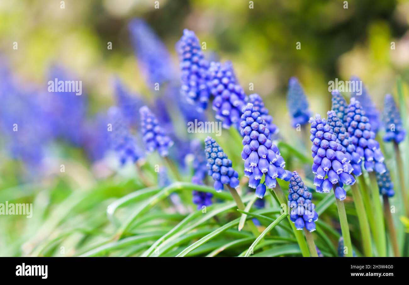 Blue buds flowers Muscari armeniacum or Grape Hyacinth Stock Photo - Alamy