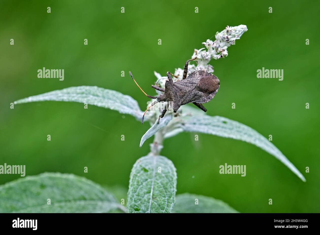 Leather bug (Coreus marginatus Stock Photo - Alamy