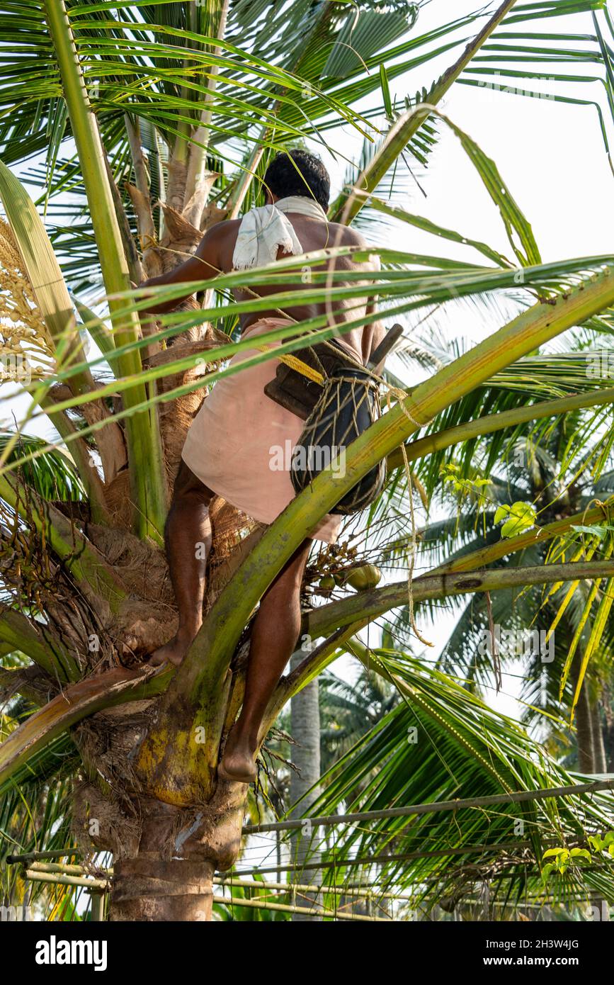 Toddy palm hi-res stock photography and images - Alamy