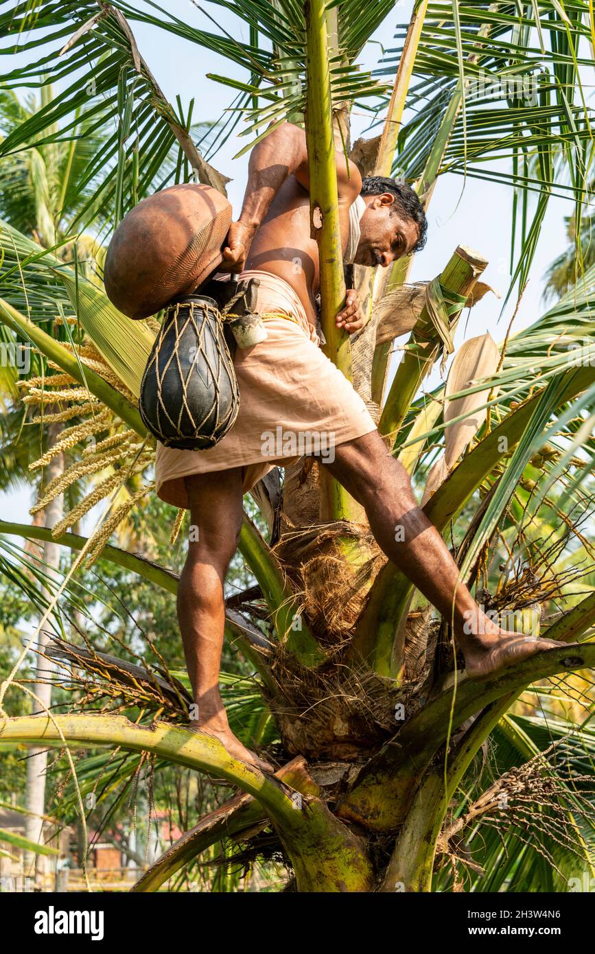 Toddy Palm High Resolution Stock Photography and Images - Alamy
