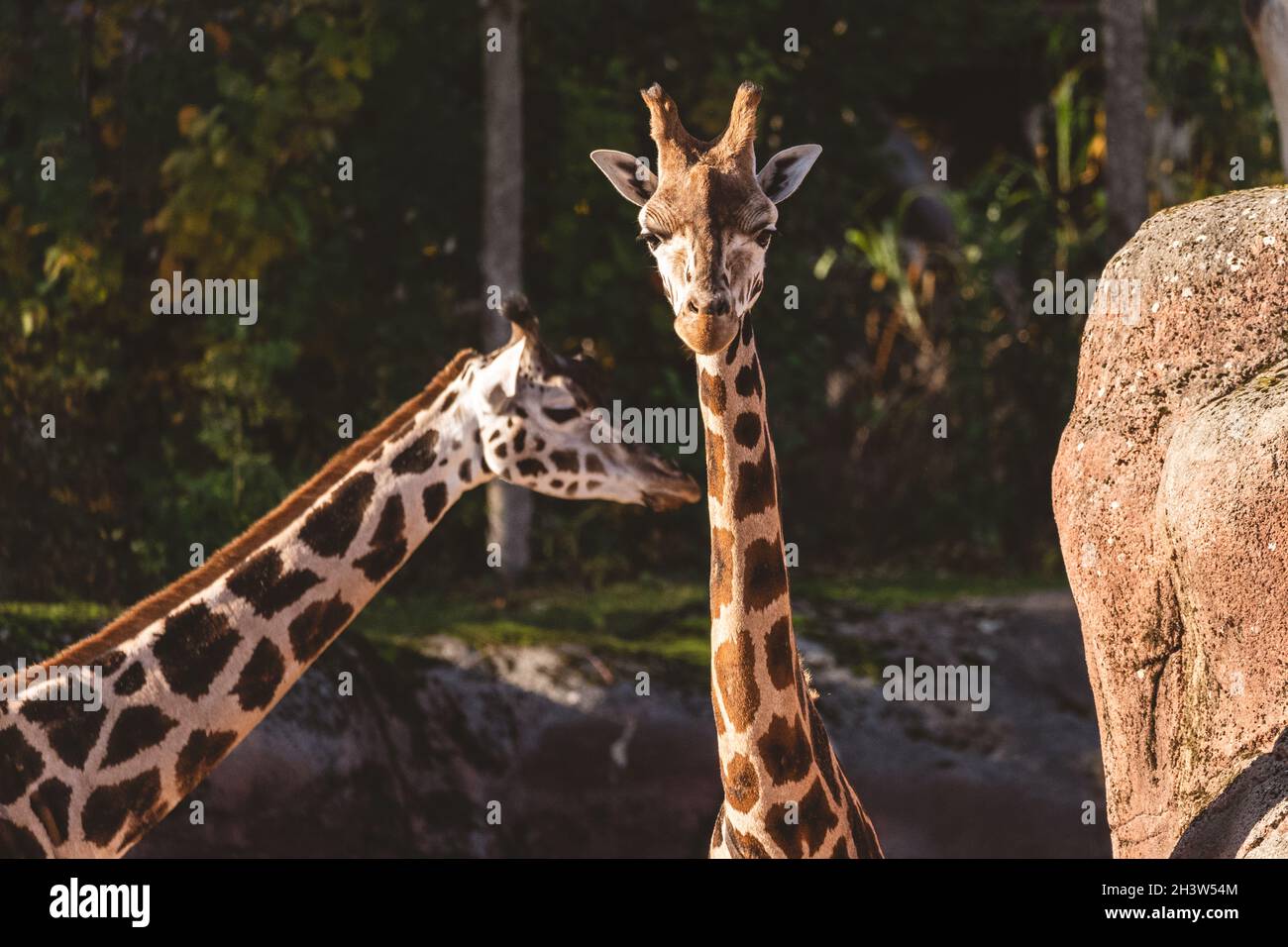 Scenic view of giraffes in a zoo on a blurred background Stock Photo ...