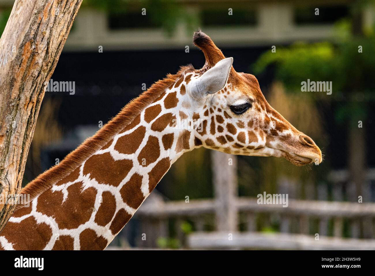 Closeup shot of a giraffe in a zoo on a blurred background Stock Photo ...