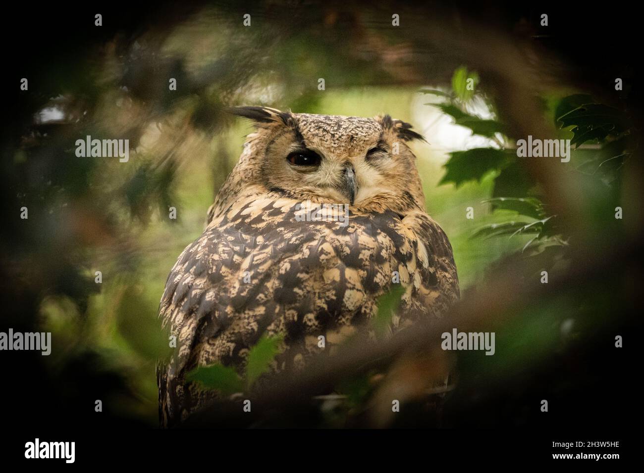 Scenic view of an owl perched on a tree in a zoo Stock Photo - Alamy