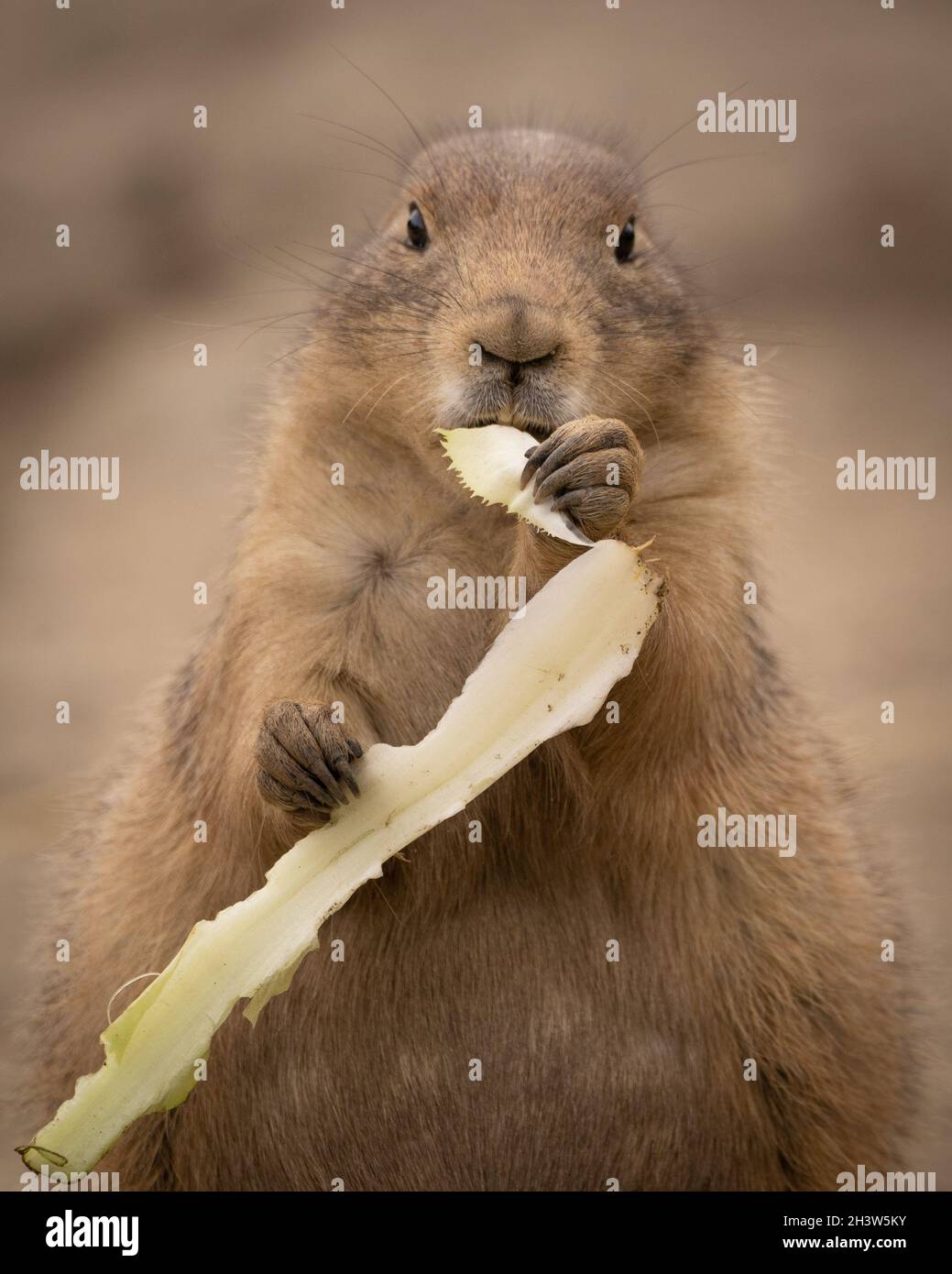 Vertical shot of a Prairie dog eating food on a blurred background ...