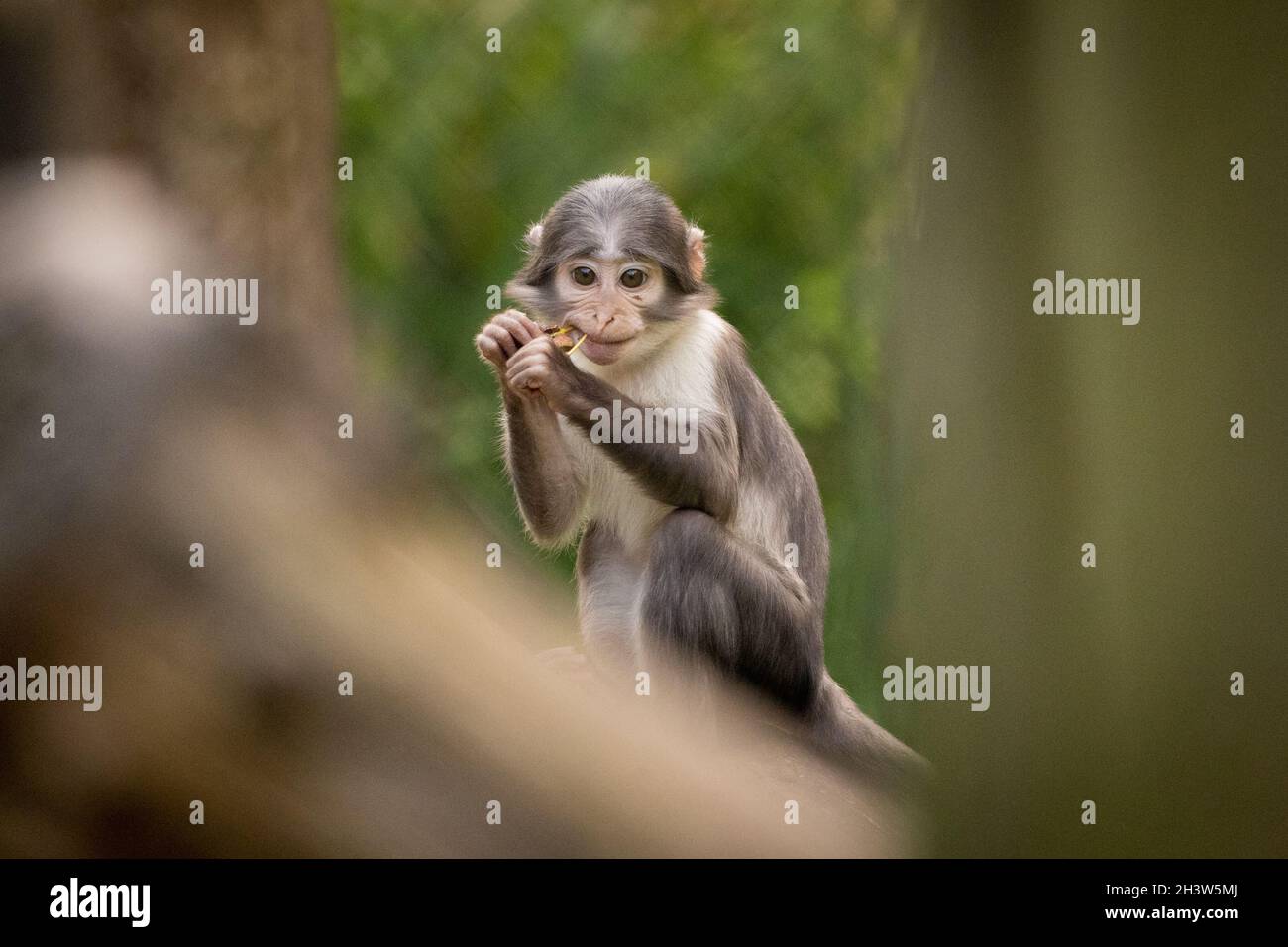 Sooty face hi-res stock photography and images - Alamy