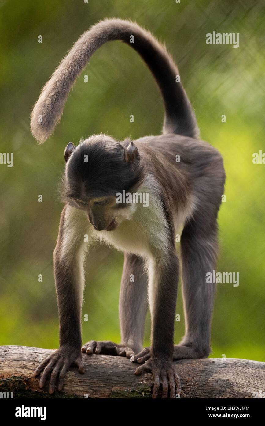 Sooty face hi-res stock photography and images - Alamy