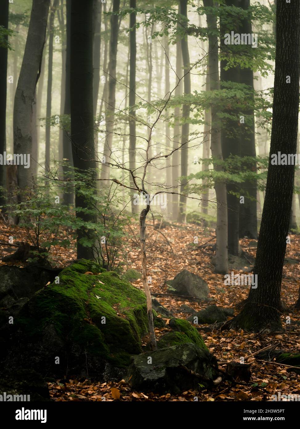 Magic misty forest beautiful hi-res stock photography and images - Alamy