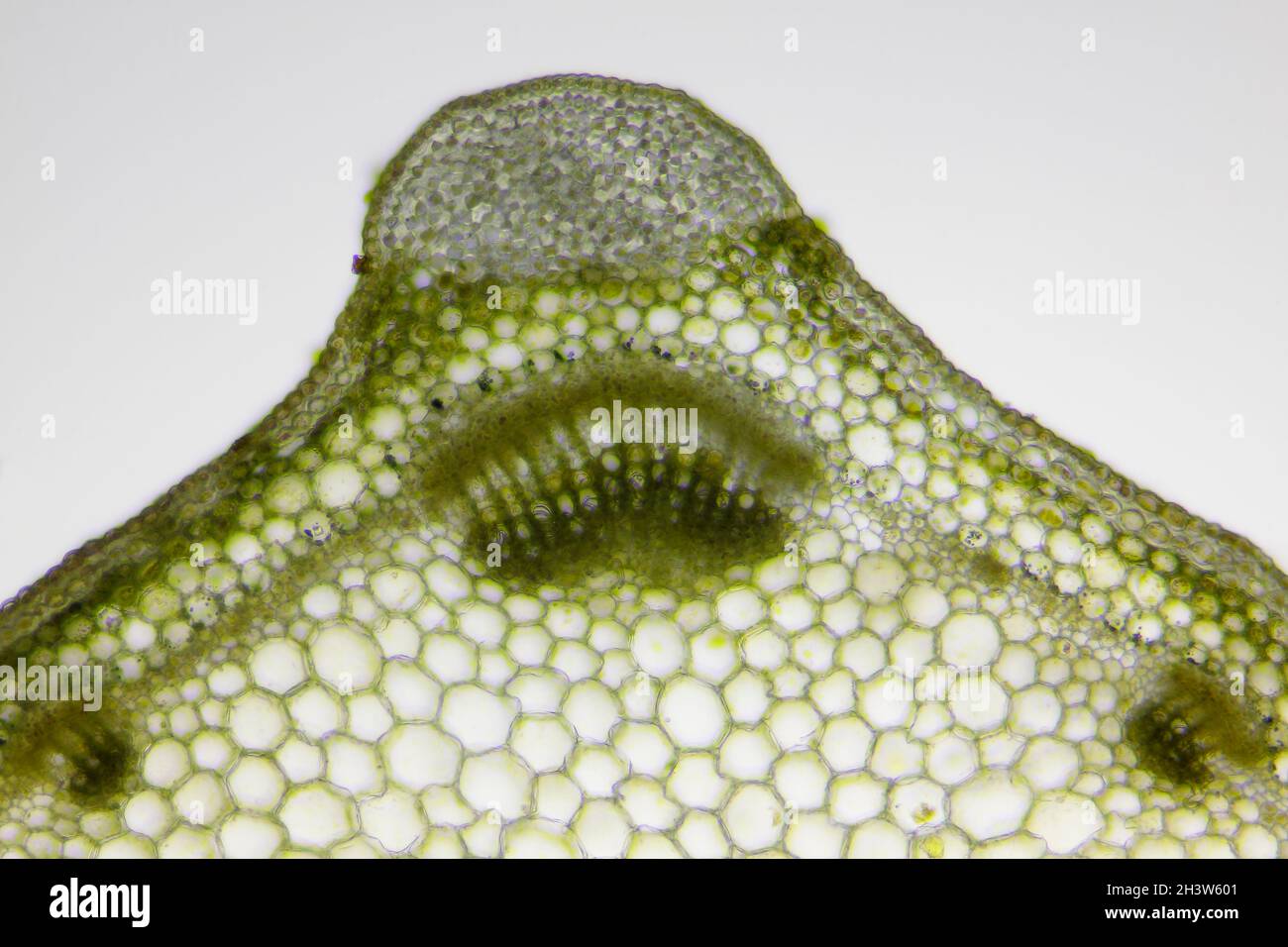 Microscopic view of White dead-nettle (Lamium album) stem cross section ...