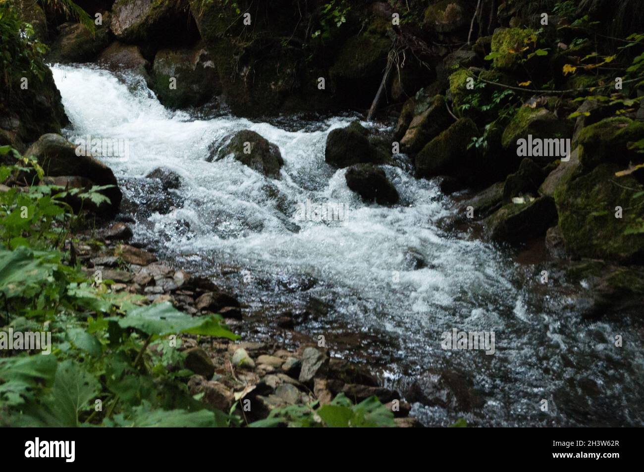 Wild brook in a small gorge in Austria Stock Photo - Alamy